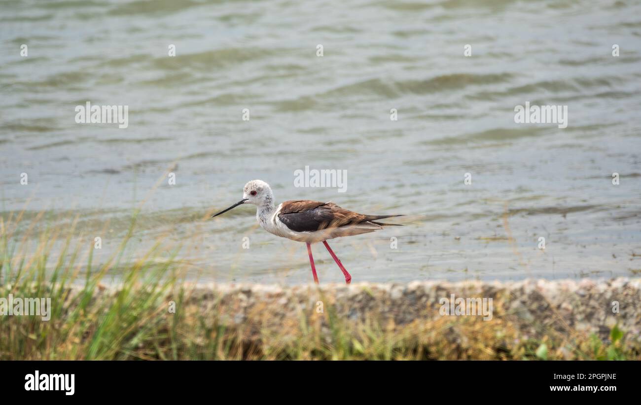 Cute water bird. Black winged Stilt. Colorful nature habitat background ...