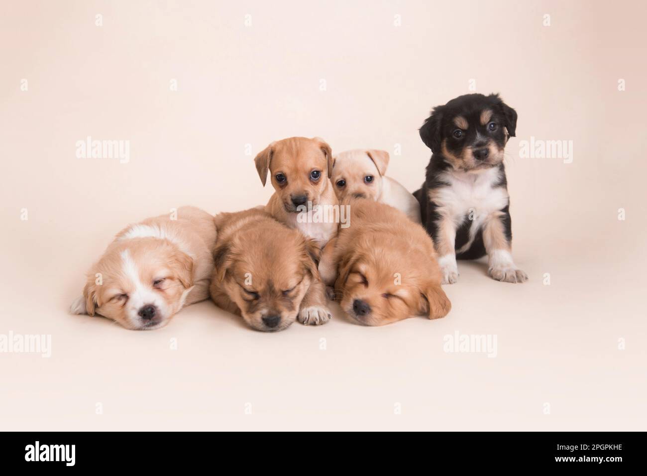mixed breed peruvian dog puppies Stock Photo - Alamy