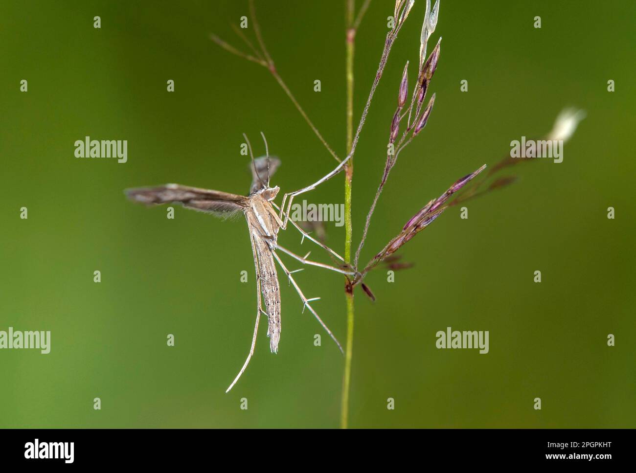 Feather moth (Stenoptilia coprodactylus), Valais, Switzerland Stock ...