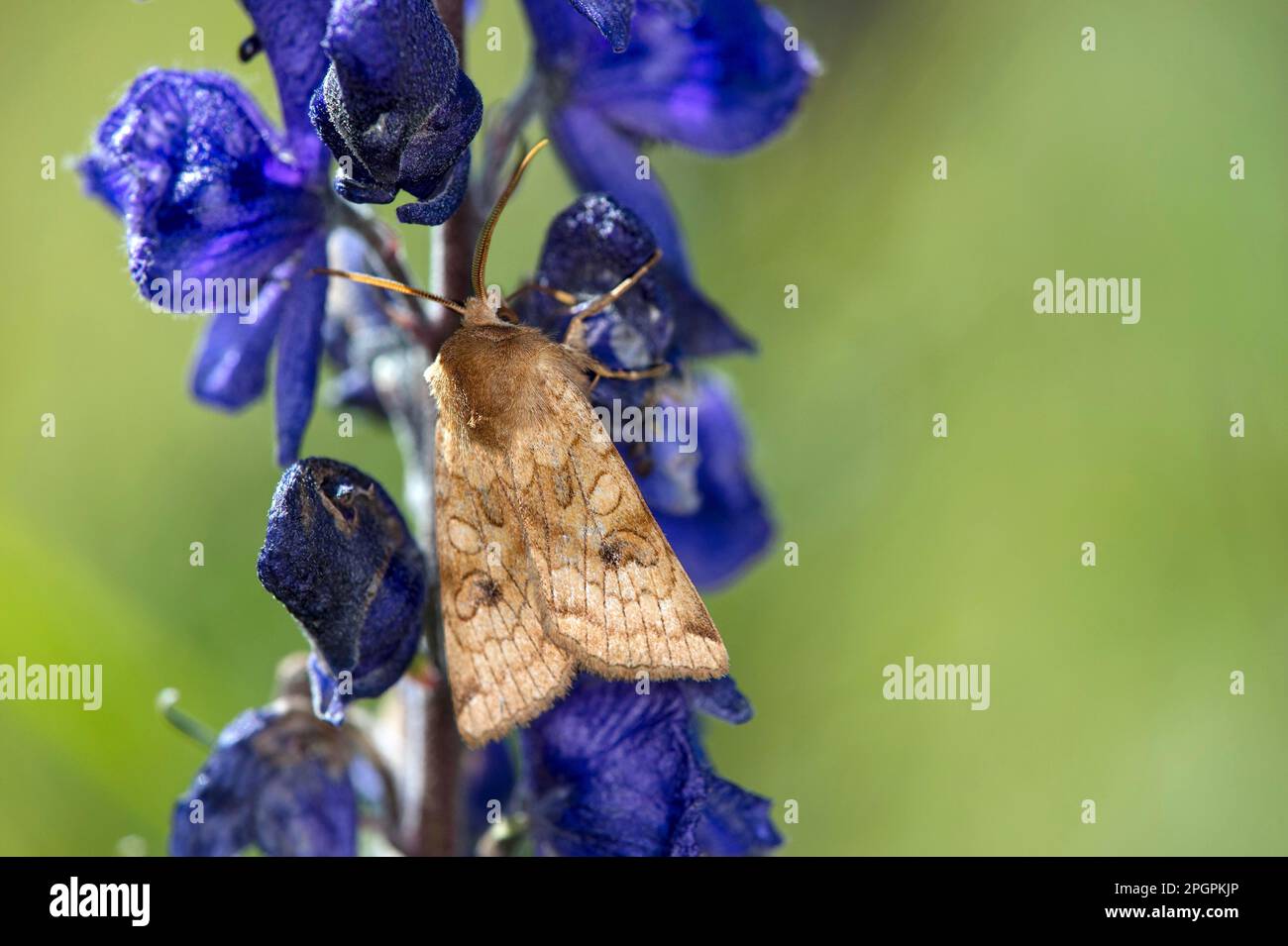 Yellowish moth hi-res stock photography and images - Alamy