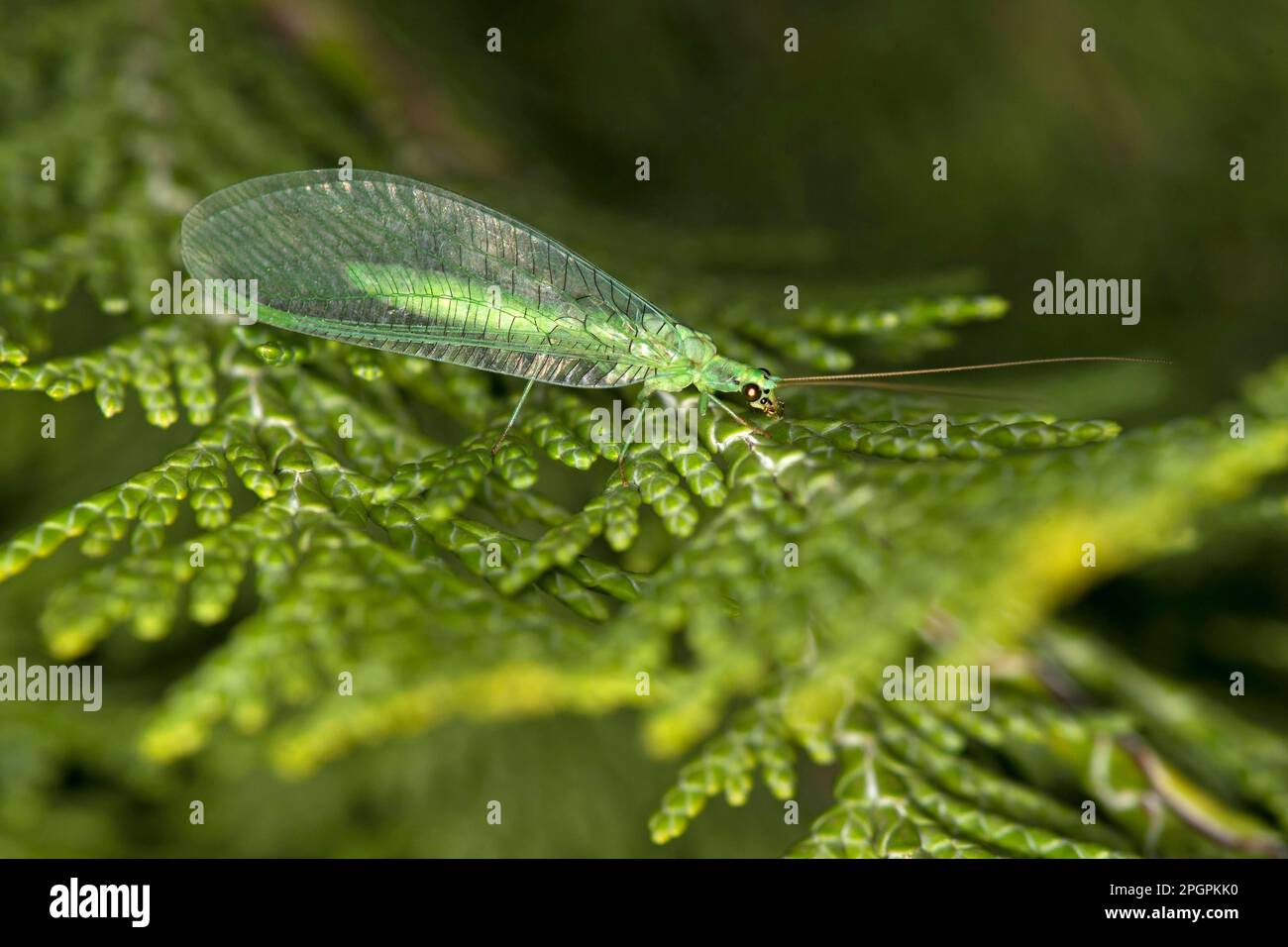 Common green lacewing (Chrysoperla carnea), Valais, Switzerland Stock ...