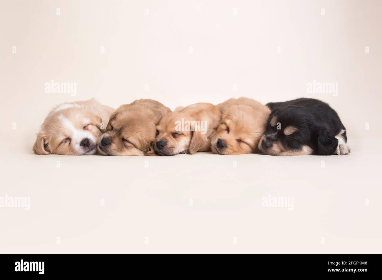 mixed breed peruvian dog puppies Stock Photo - Alamy