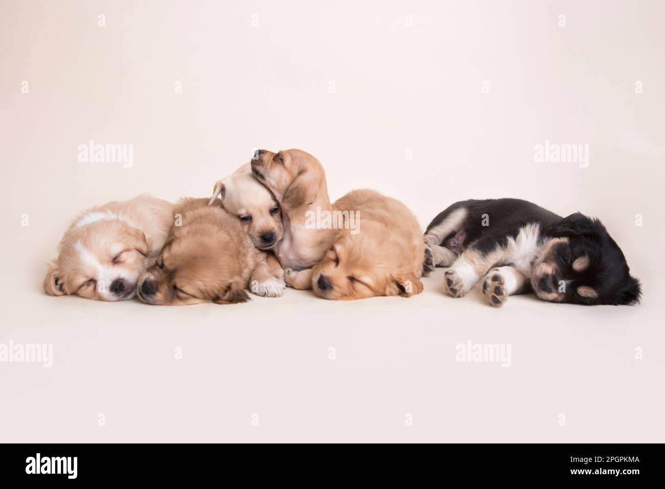 mixed breed peruvian dog puppies Stock Photo - Alamy
