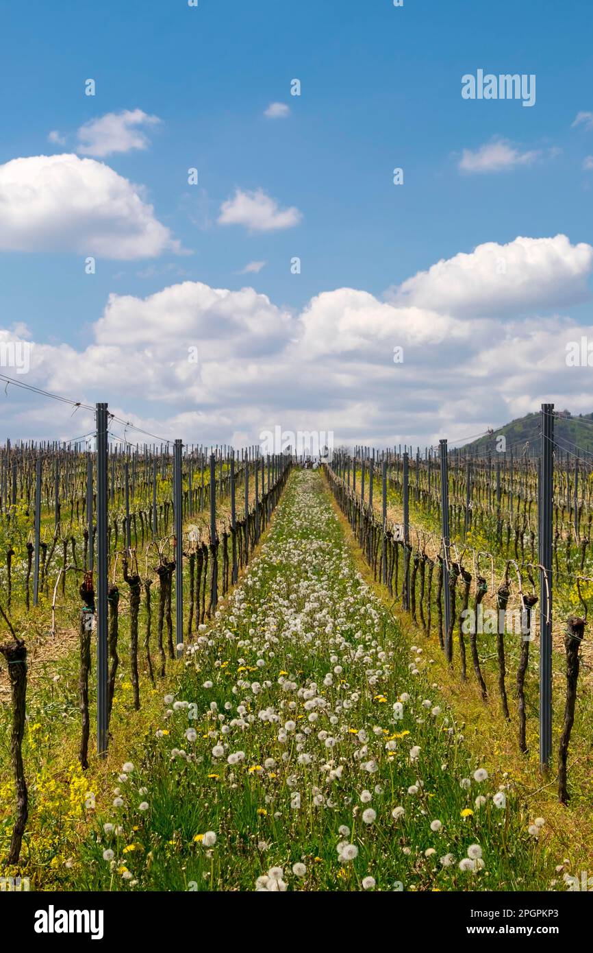 Spring in the vineyard Stock Photo - Alamy