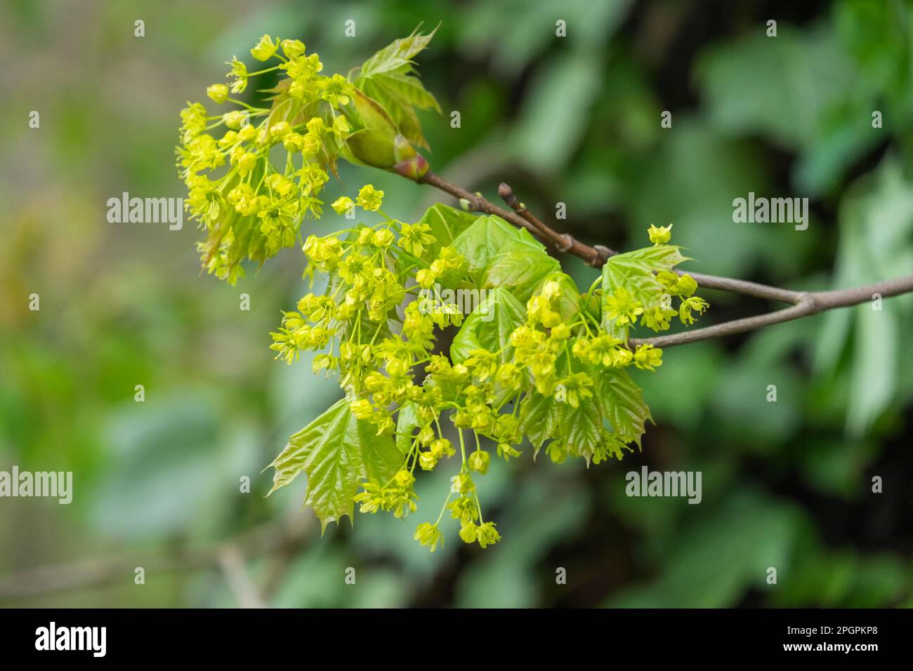 Flowering of the Norway Maple Stock Photo - Alamy