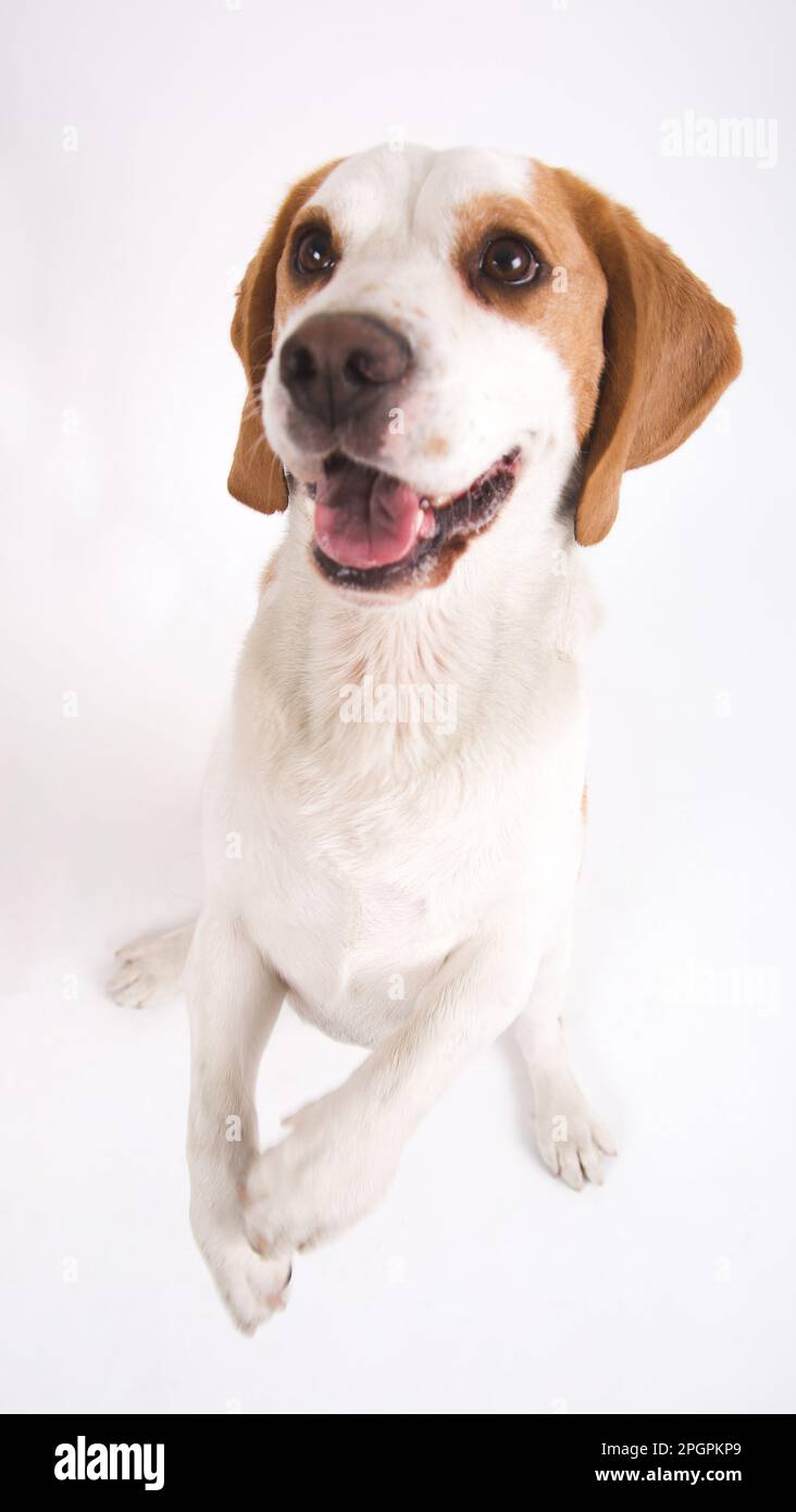 Orange And White Beagle
