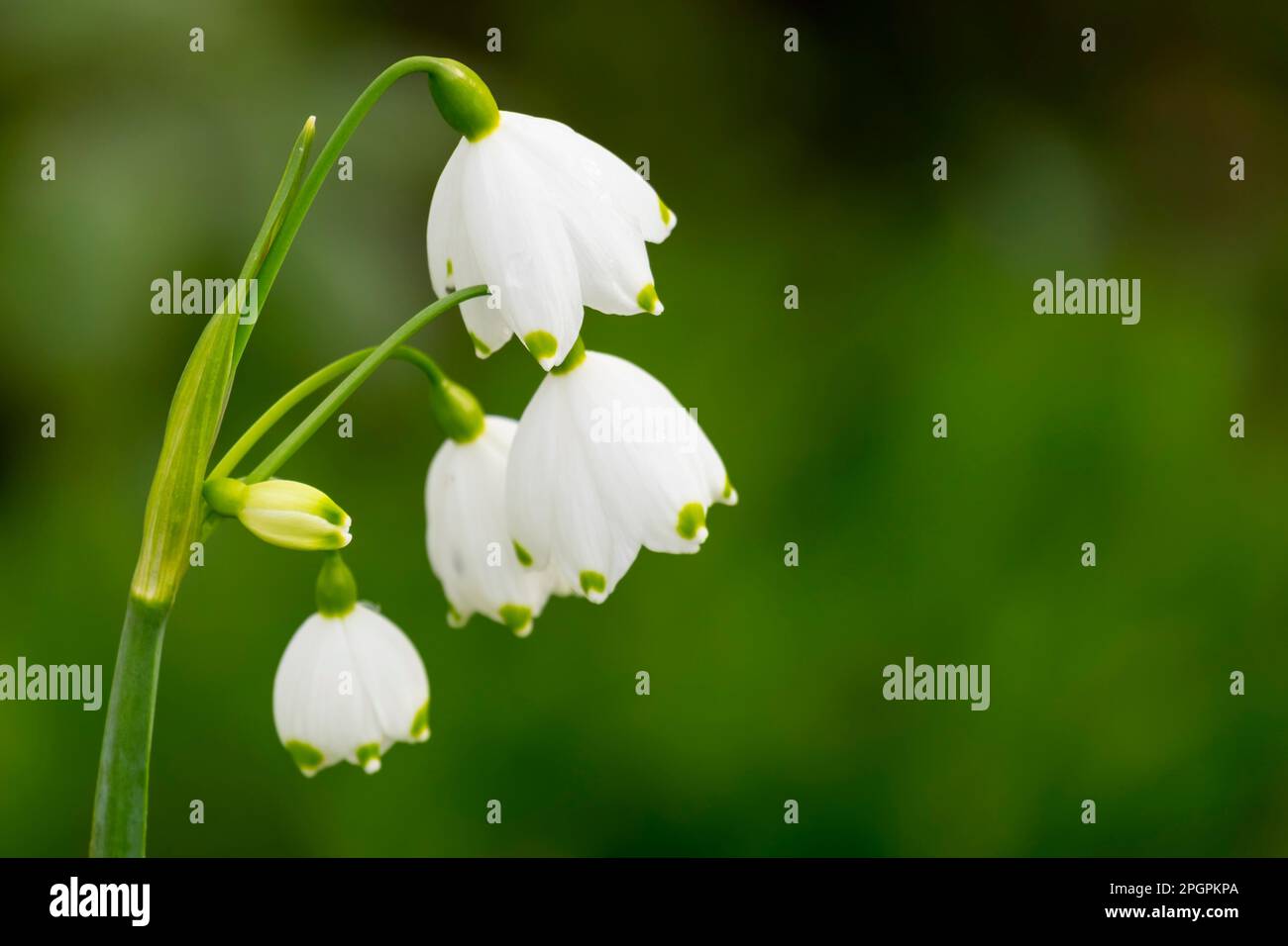 Spring knot flower Stock Photo - Alamy