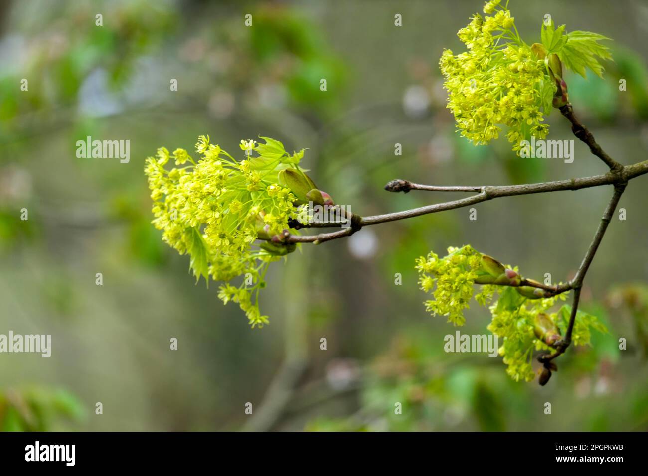 Flowering of the Norway Maple Stock Photo - Alamy