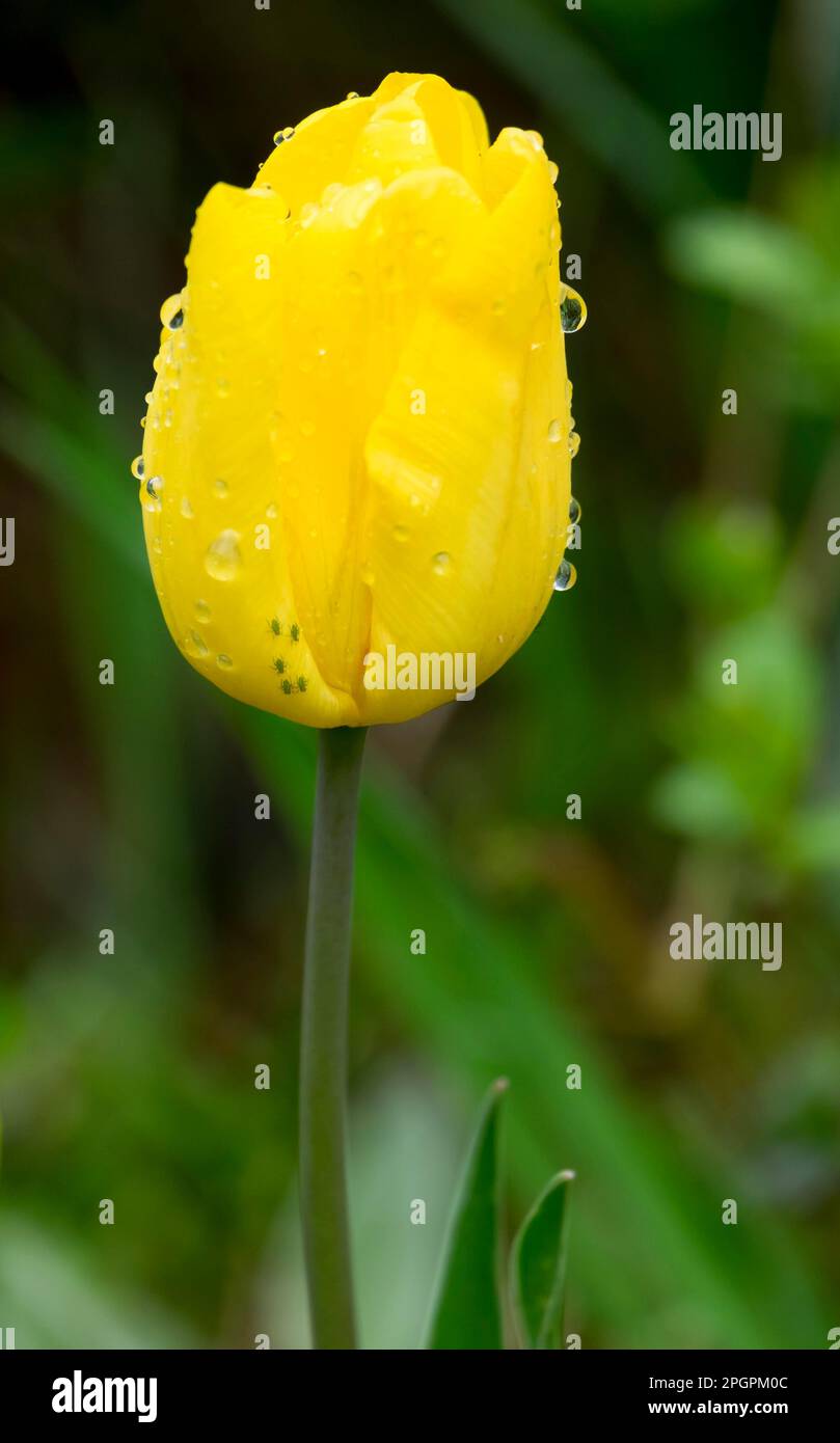 Aphid plant drop hi-res stock photography and images - Alamy