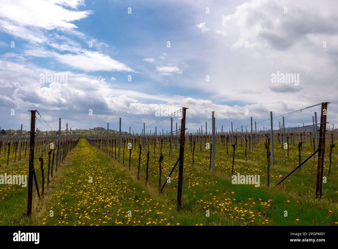 Dandelion vineyard hi-res stock photography and images - Alamy