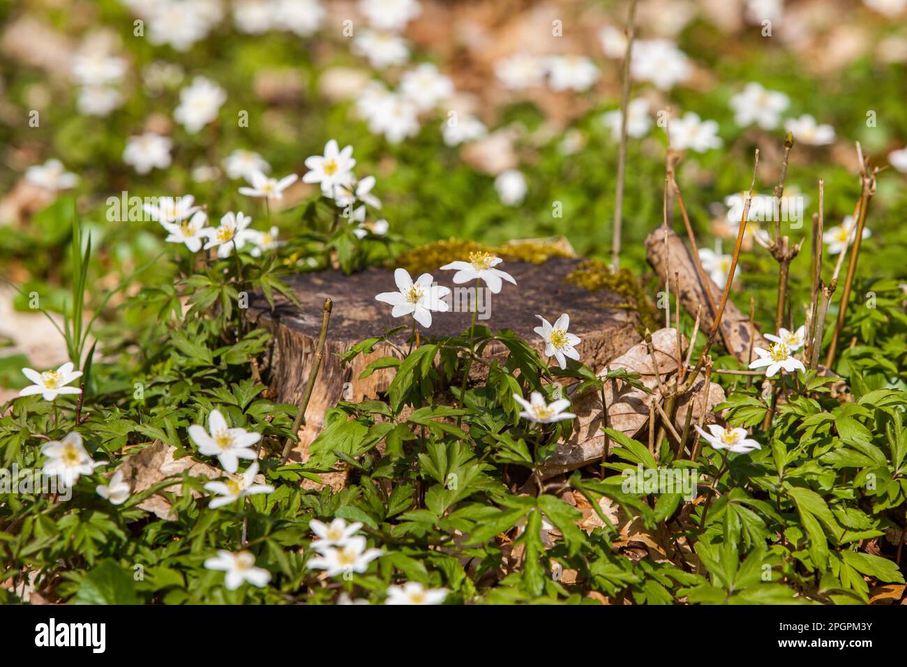 Spring in the forest flowering anemone carpet Stock Photo - Alamy