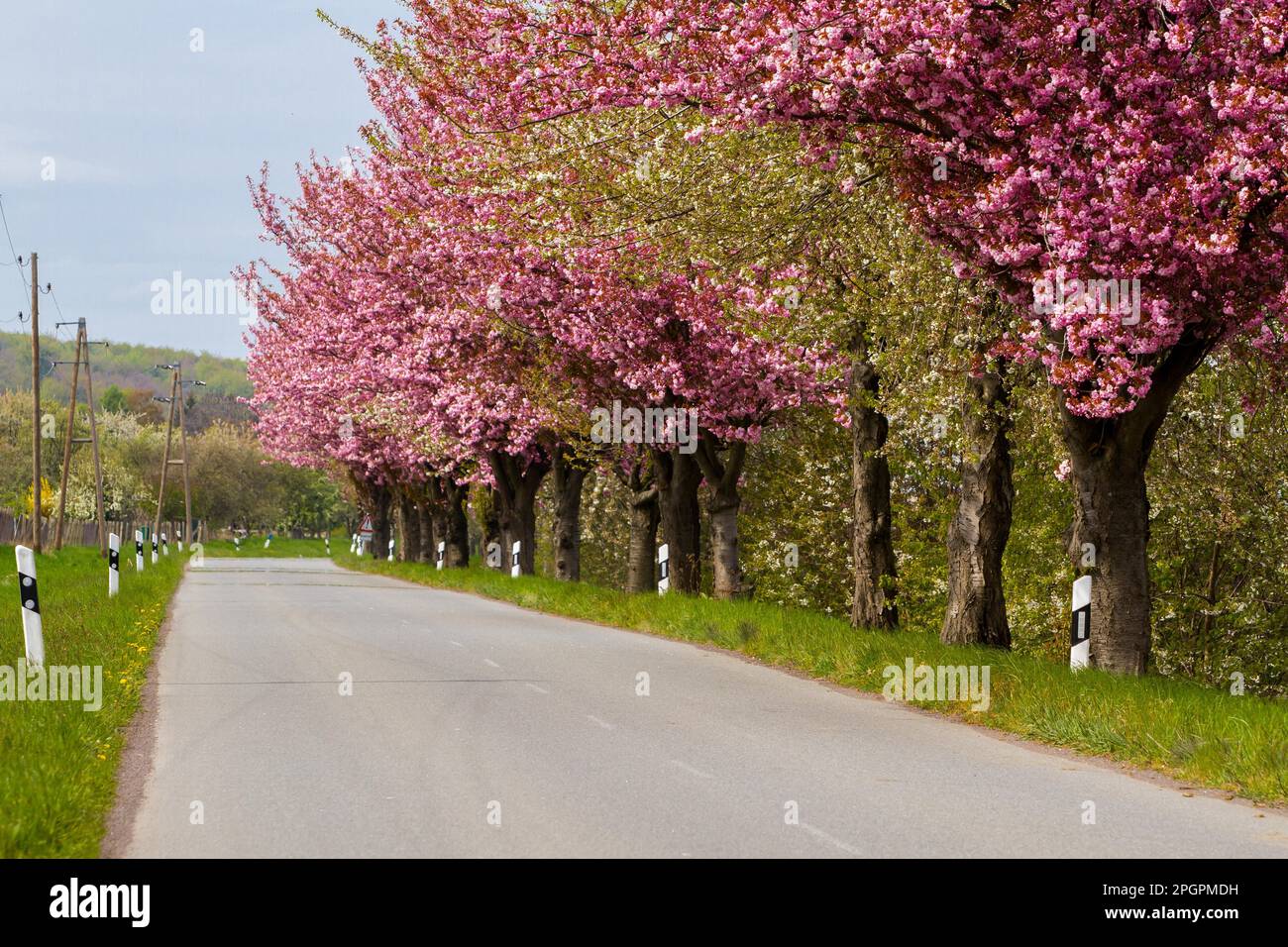 Fruit trees, flowering trees on the roadside Stock Photo - Alamy