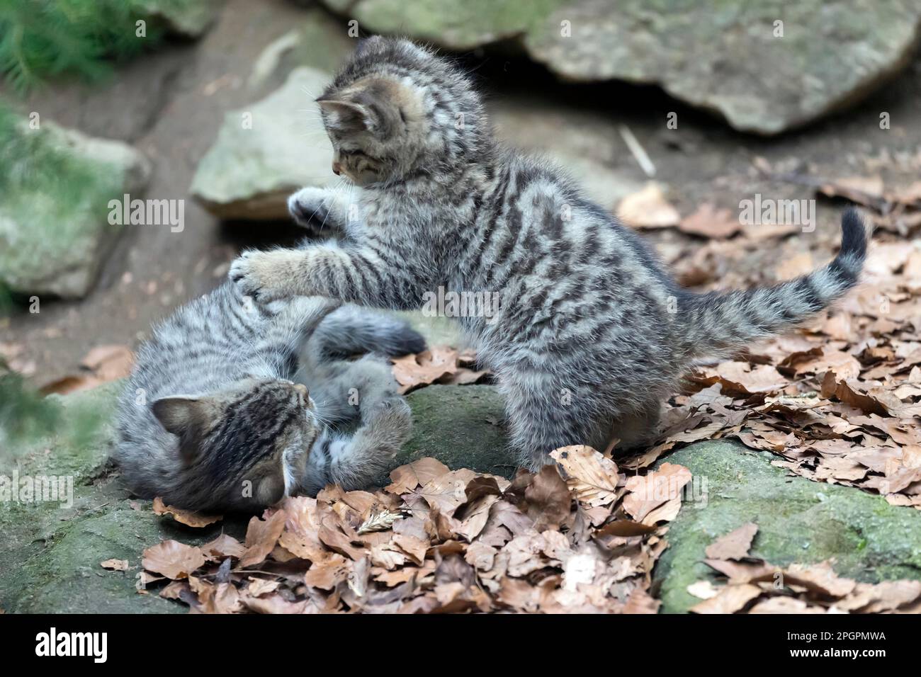 Common Wild Cat (Felis silvestris), captive, wild cat, young cats ...