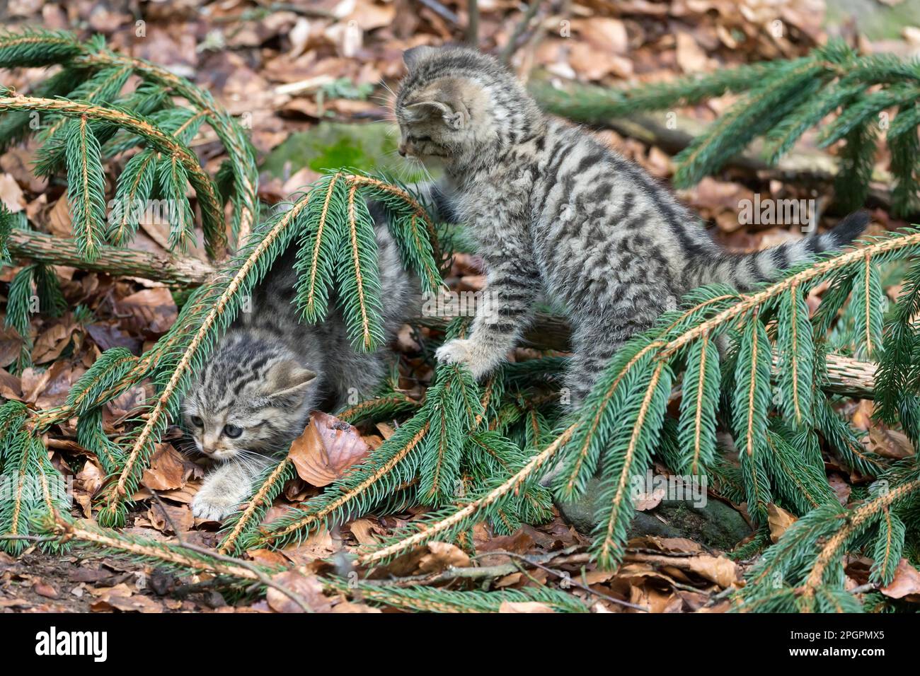 Common Wild Cat (Felis silvestris), captive, wild cat, young cats ...