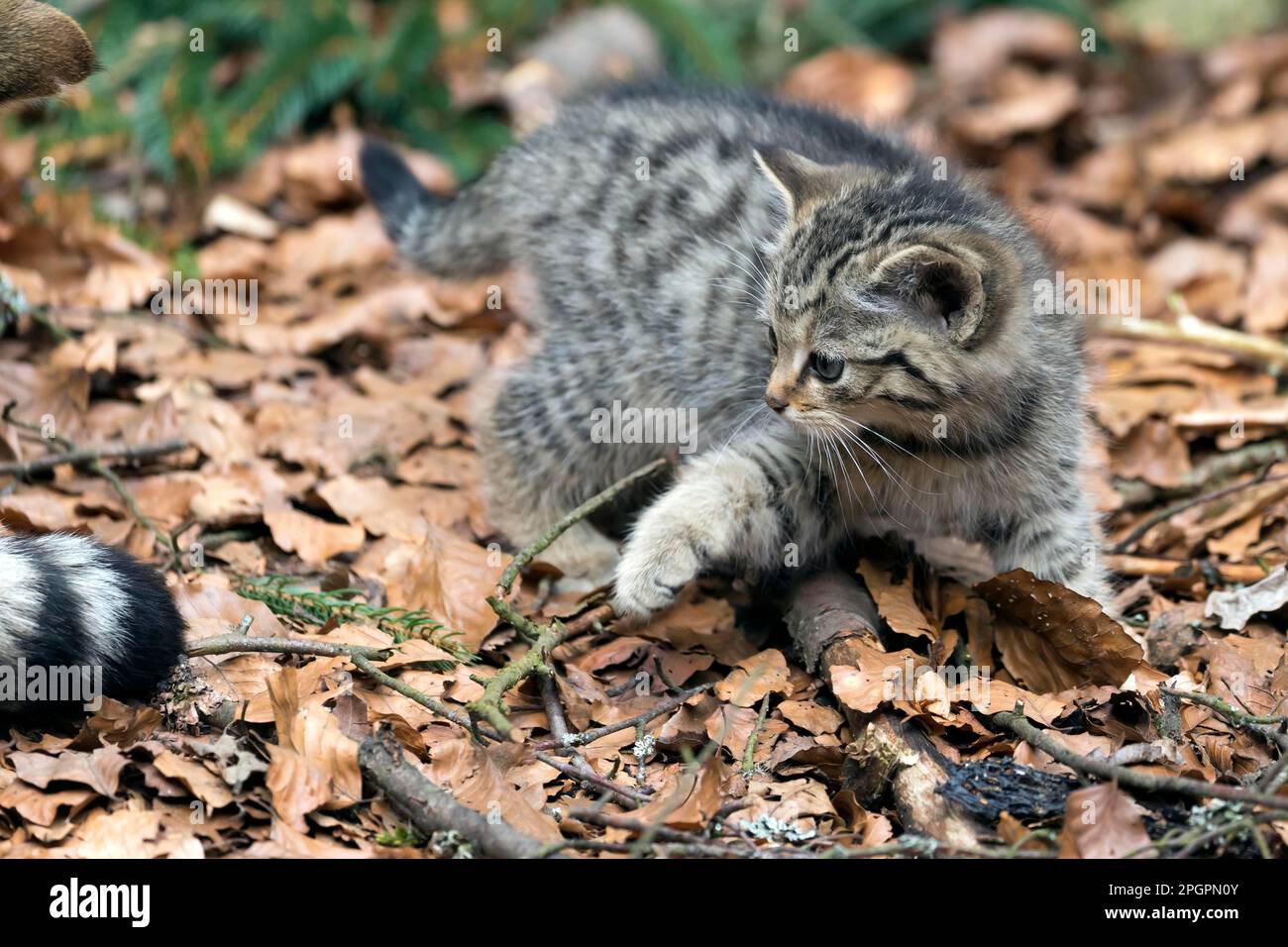 Common Wild Cat (Felis silvestris), captive, wild cat, young cats ...