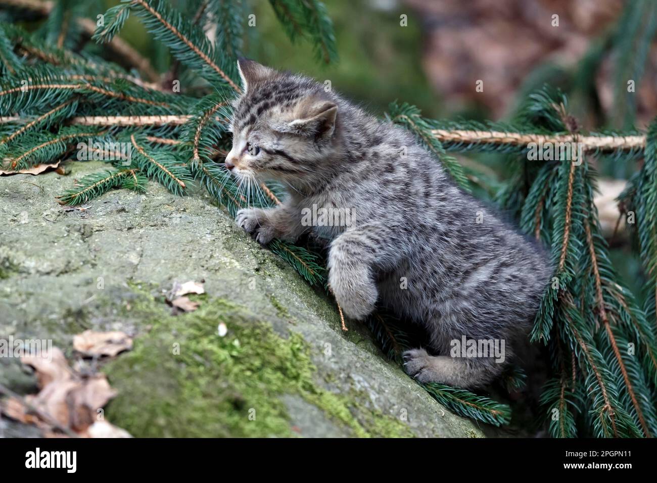 Common Wild Cat (Felis silvestris), captive, wild cat, young cats ...