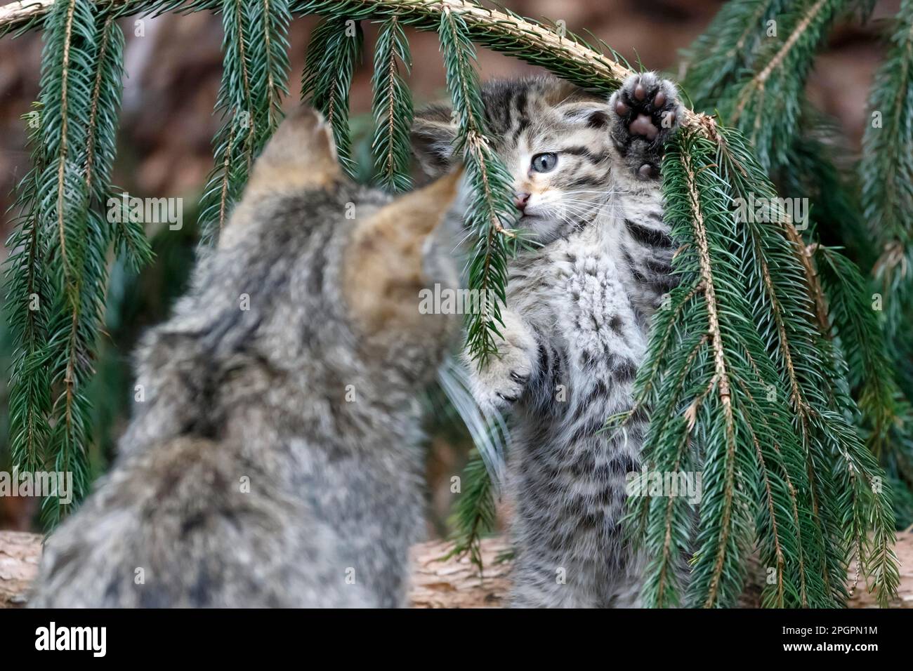 Common Wild Cat (Felis silvestris), captive, wild cat, young cats ...