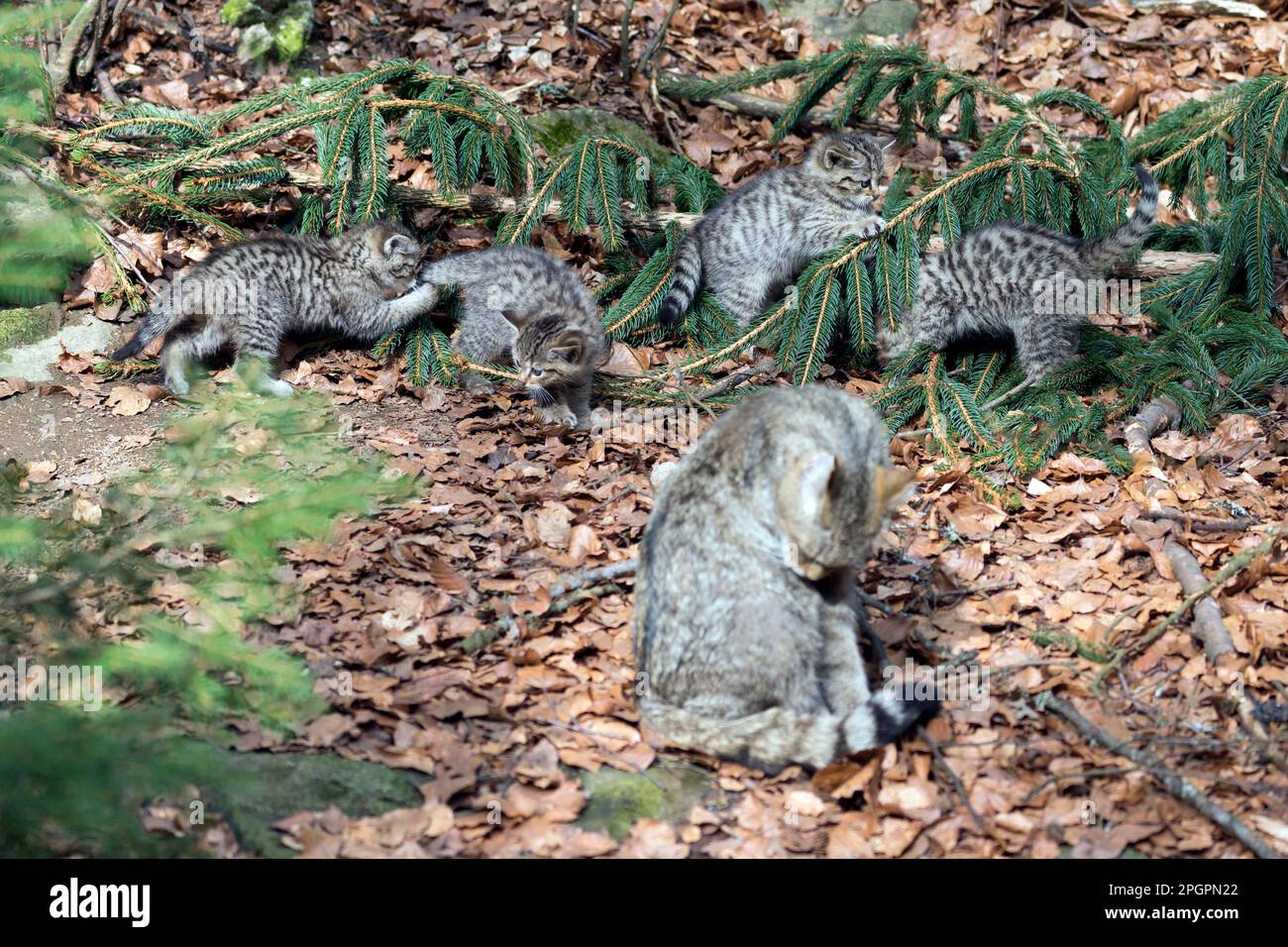 Common Wild Cat (Felis silvestris), captive, wild cat, young cats ...
