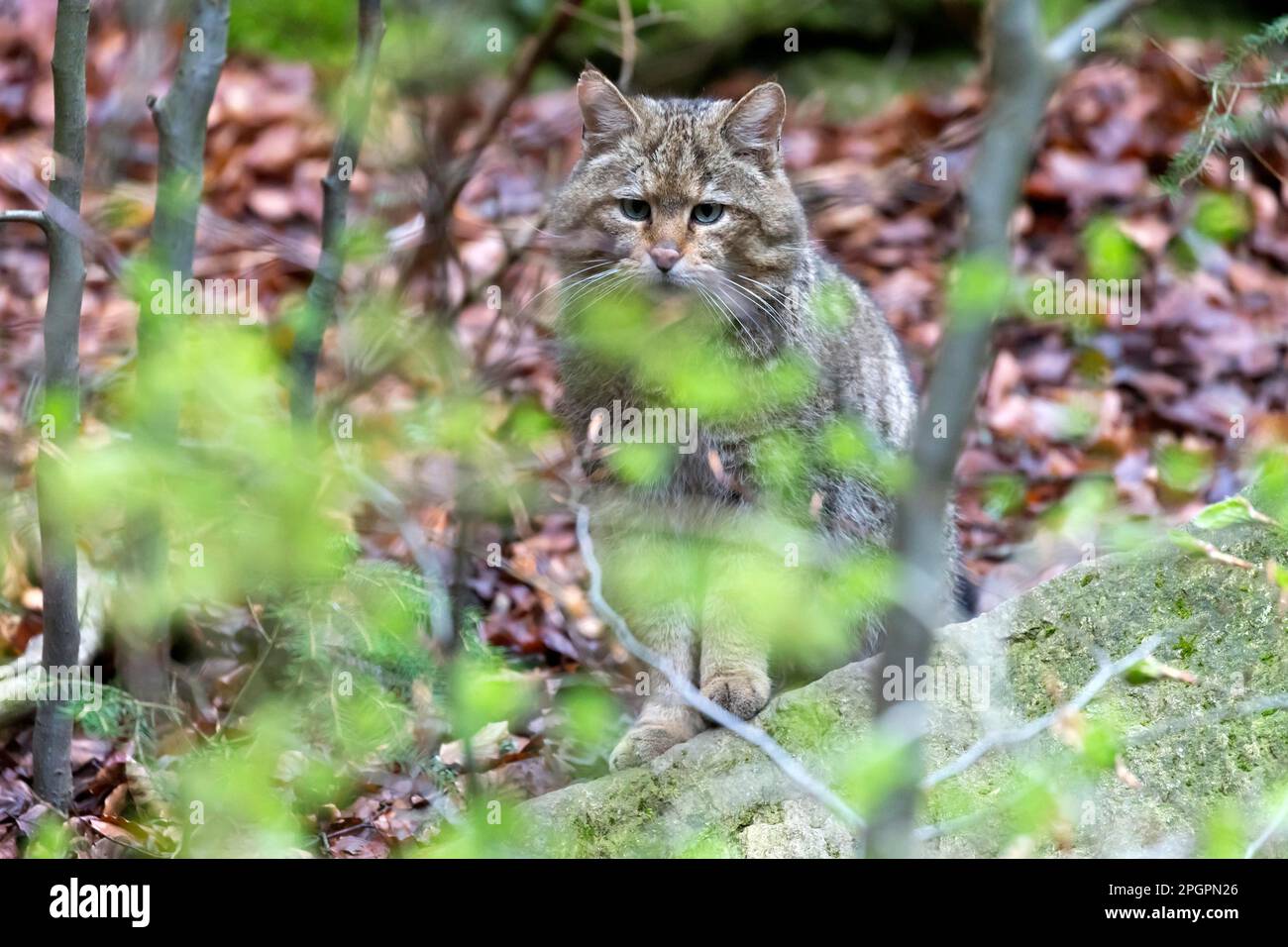 Common Wild Cat (Felis silvestris), captive, wild cat, young cats ...