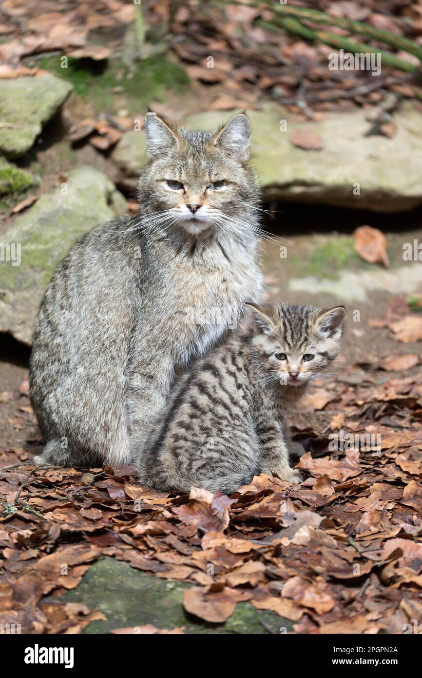 Common Wild Cat (Felis silvestris), captive, wild cat, young cats ...