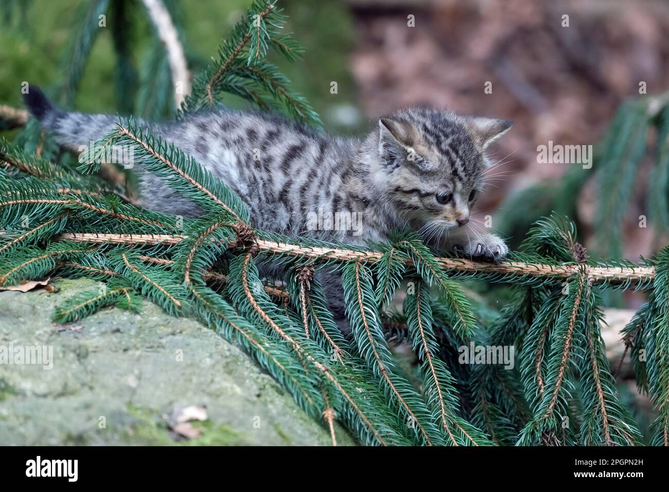 Common Wild Cat (Felis silvestris), captive, wild cat, young cats ...