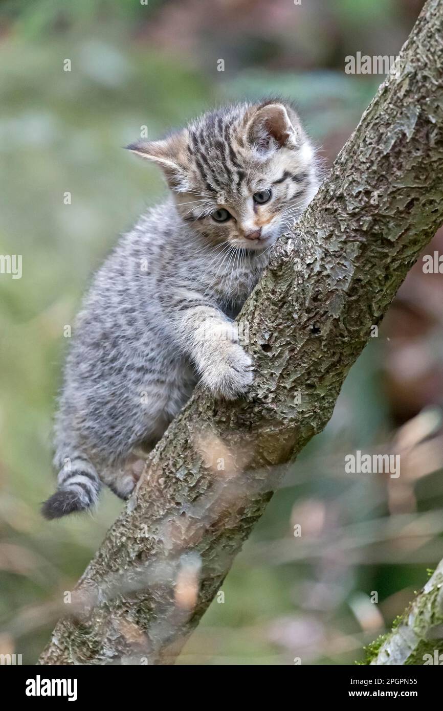 Common Wild Cat (Felis silvestris), captive, wild cat, young cats ...