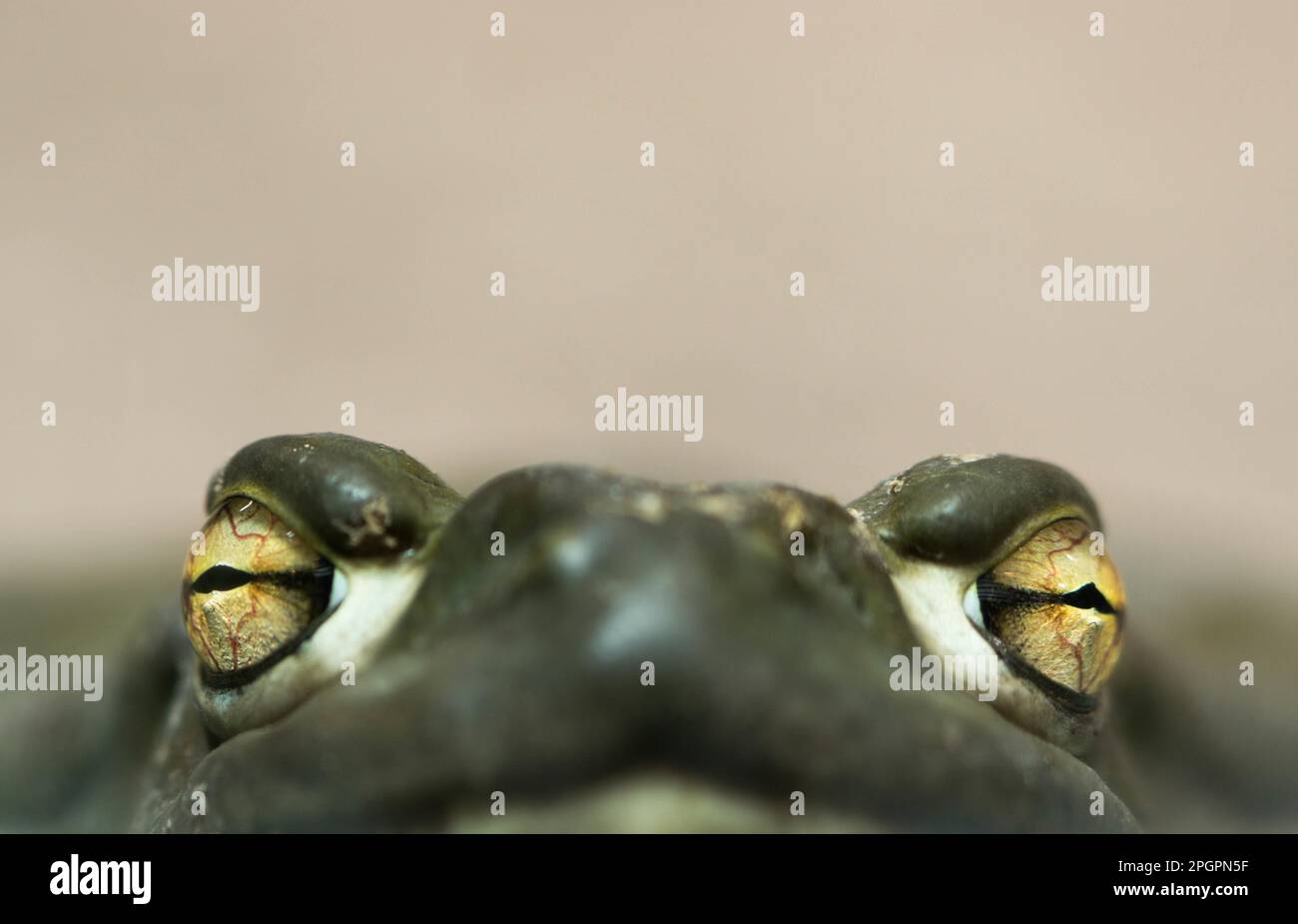 Horizontal macro close up view of a large green toad with yellow eyes ...