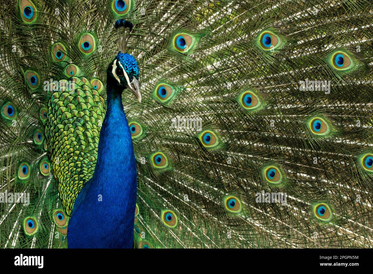 A peacock strutting his stuff and marking his territory with pride and ...