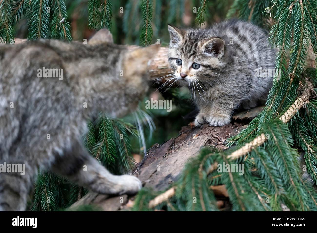 Common Wild Cat (Felis silvestris), captive, wild cat, young cats ...