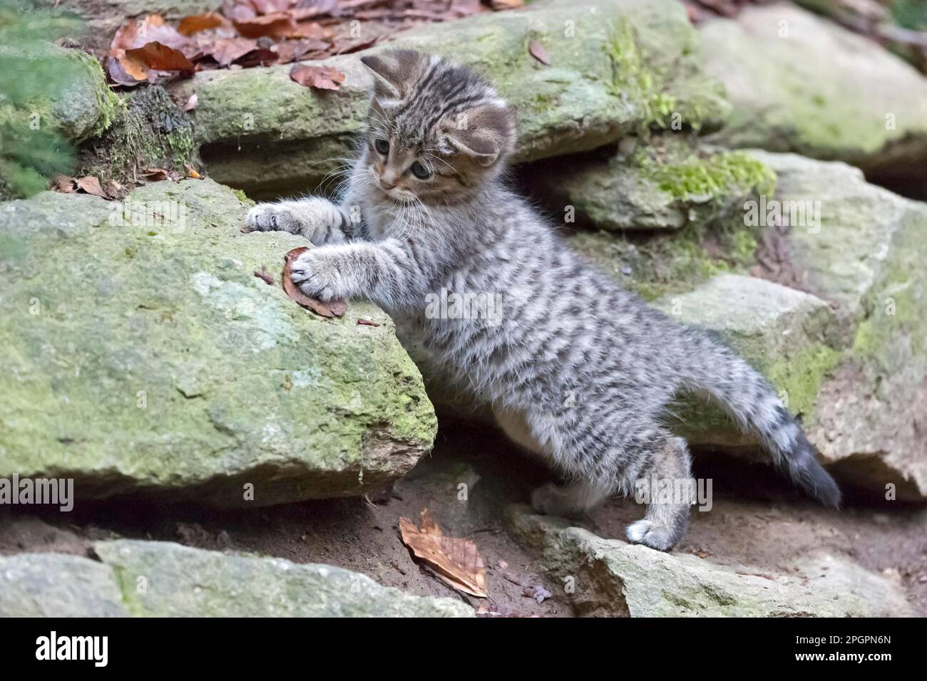 Common Wild Cat (Felis silvestris), captive, wild cat, young cats ...