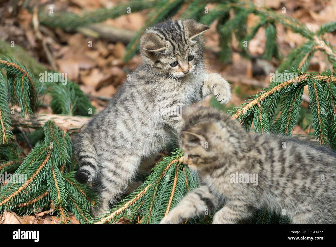 Common Wild Cat (Felis silvestris), captive, wild cat, young cats ...