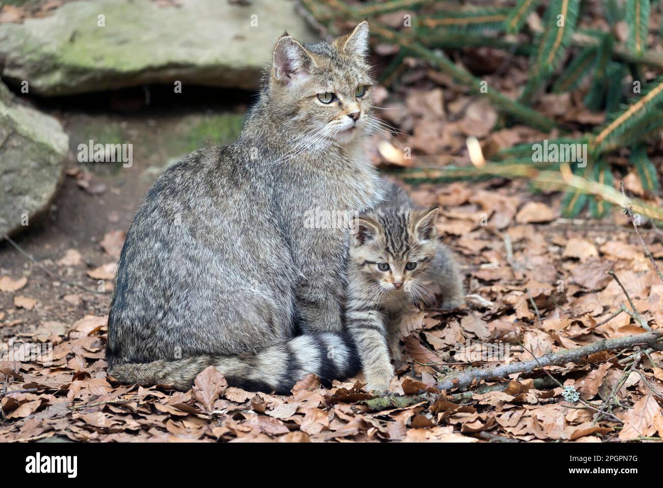 Common Wild Cat (Felis silvestris), captive, wild cat, young cats ...