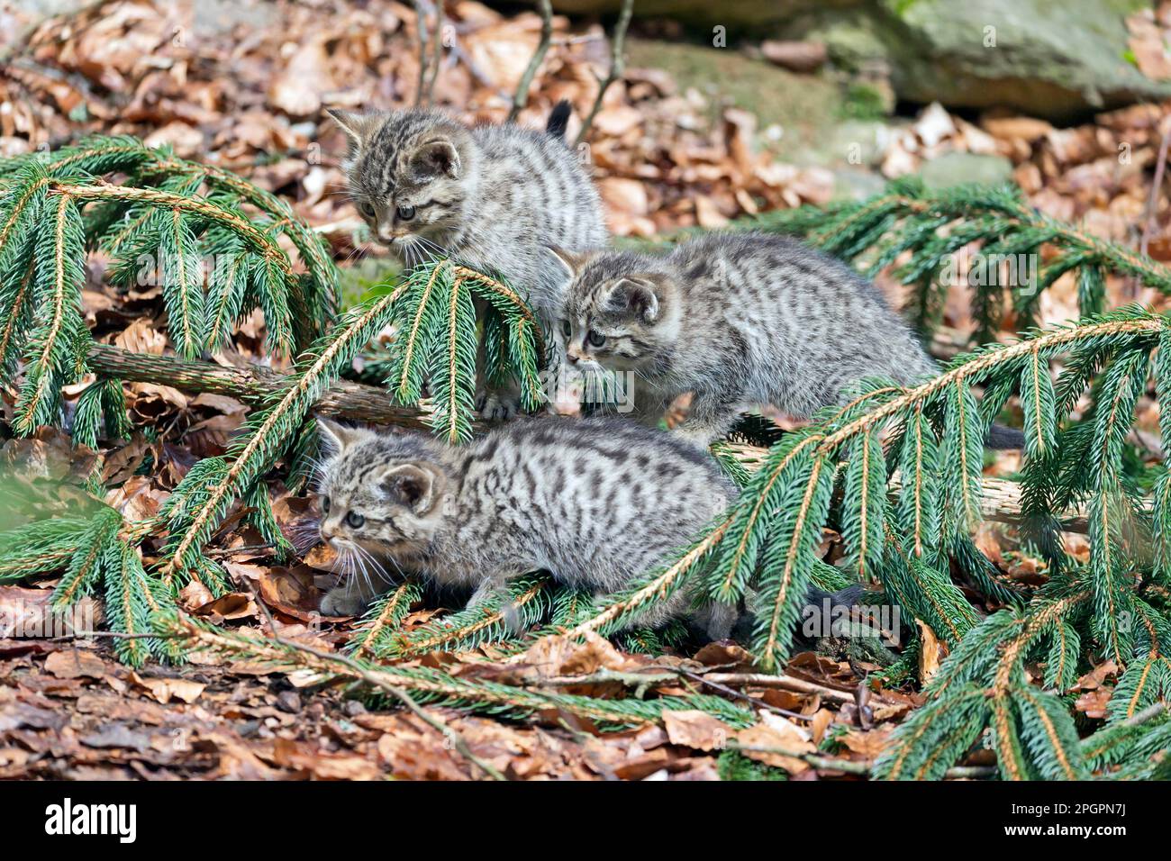 Common Wild Cat (Felis silvestris), captive, wild cat, young cats ...