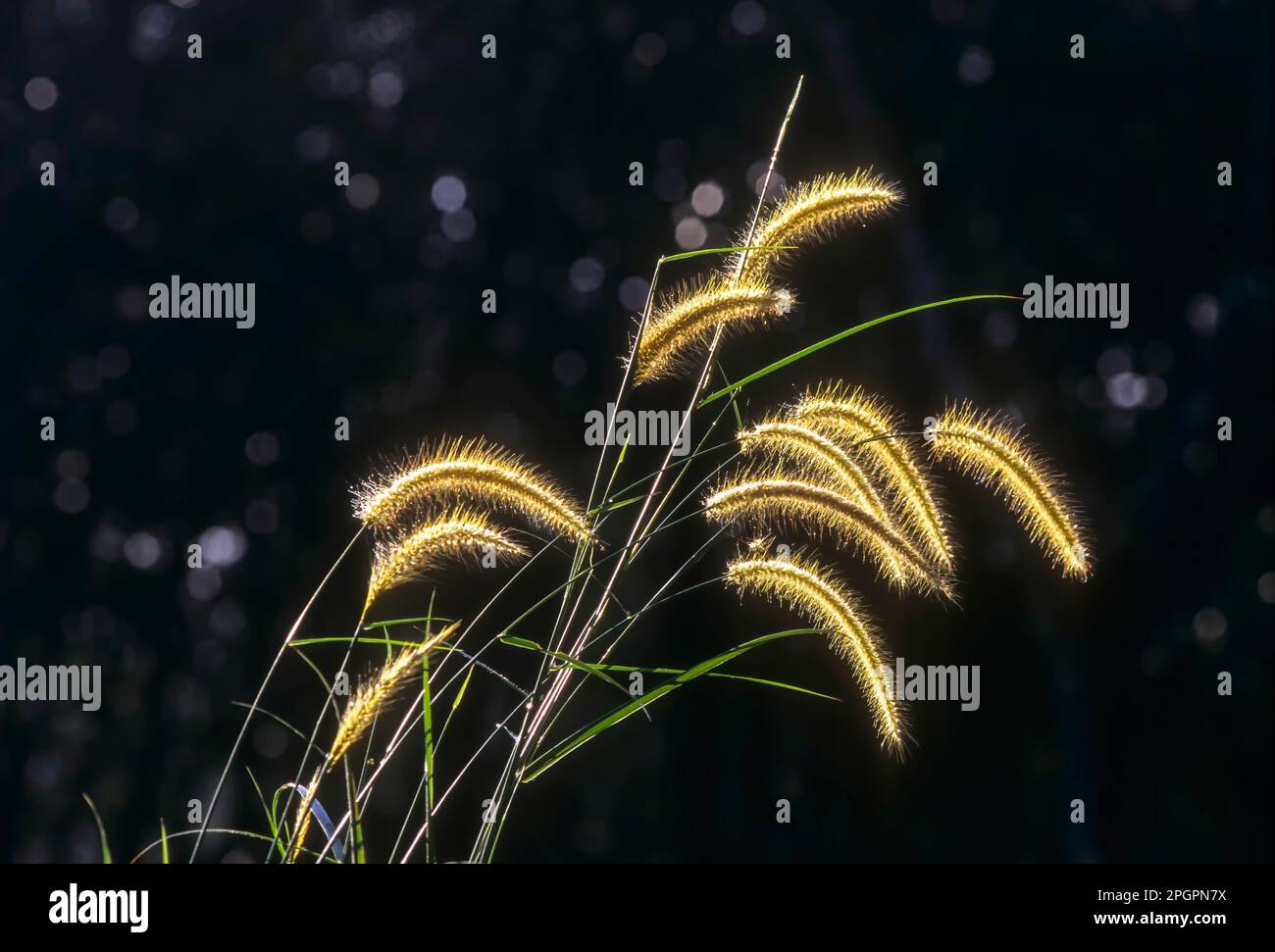 (Setaria) Foxtail wild weed grass flowers in nature golden light ...