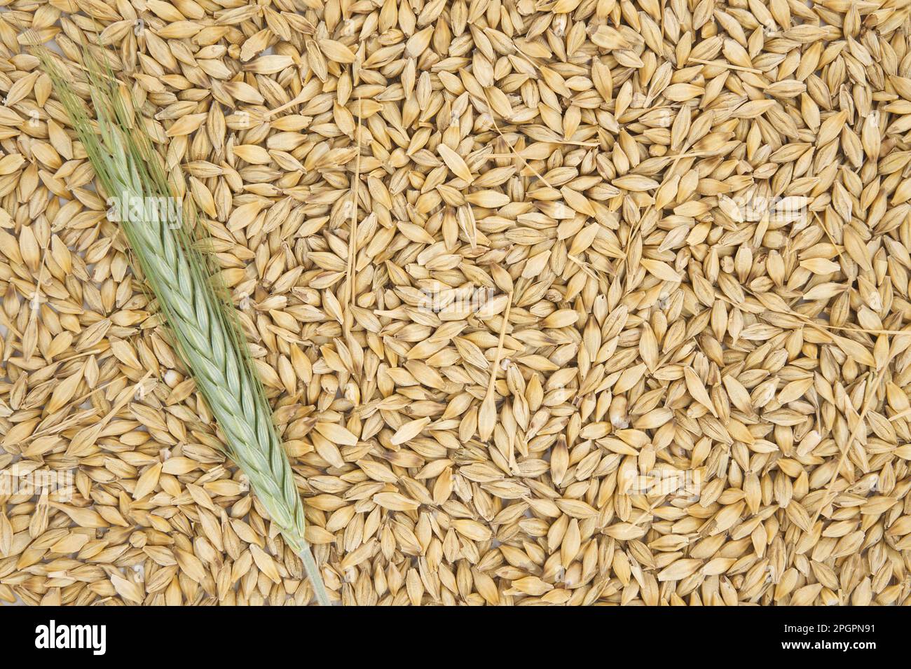 Barley seeds with the outer husk and barley ears, background and ...