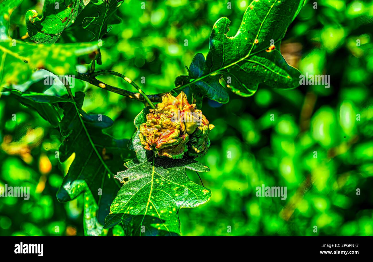 Red knobber gall of the knobber gall wasp (Andricus quercuscalicis) on ...