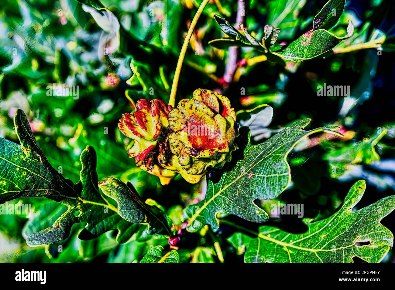Red knob gall of the knob gall wasp (Andricus quercuscalicis) on a stem ...