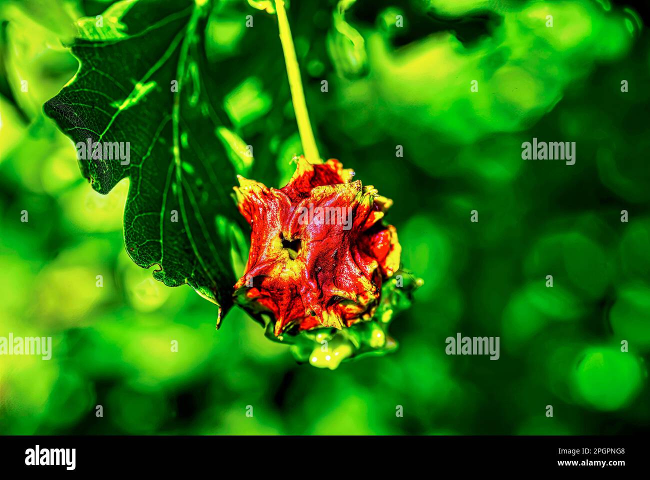 Red knobber gall of the knobber gall wasp (Andricus quercuscalicis) on ...