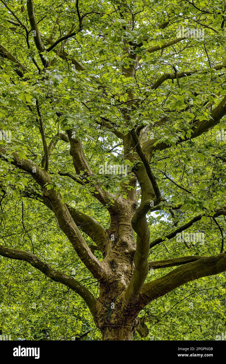 Gnarled tree branch hi-res stock photography and images - Alamy