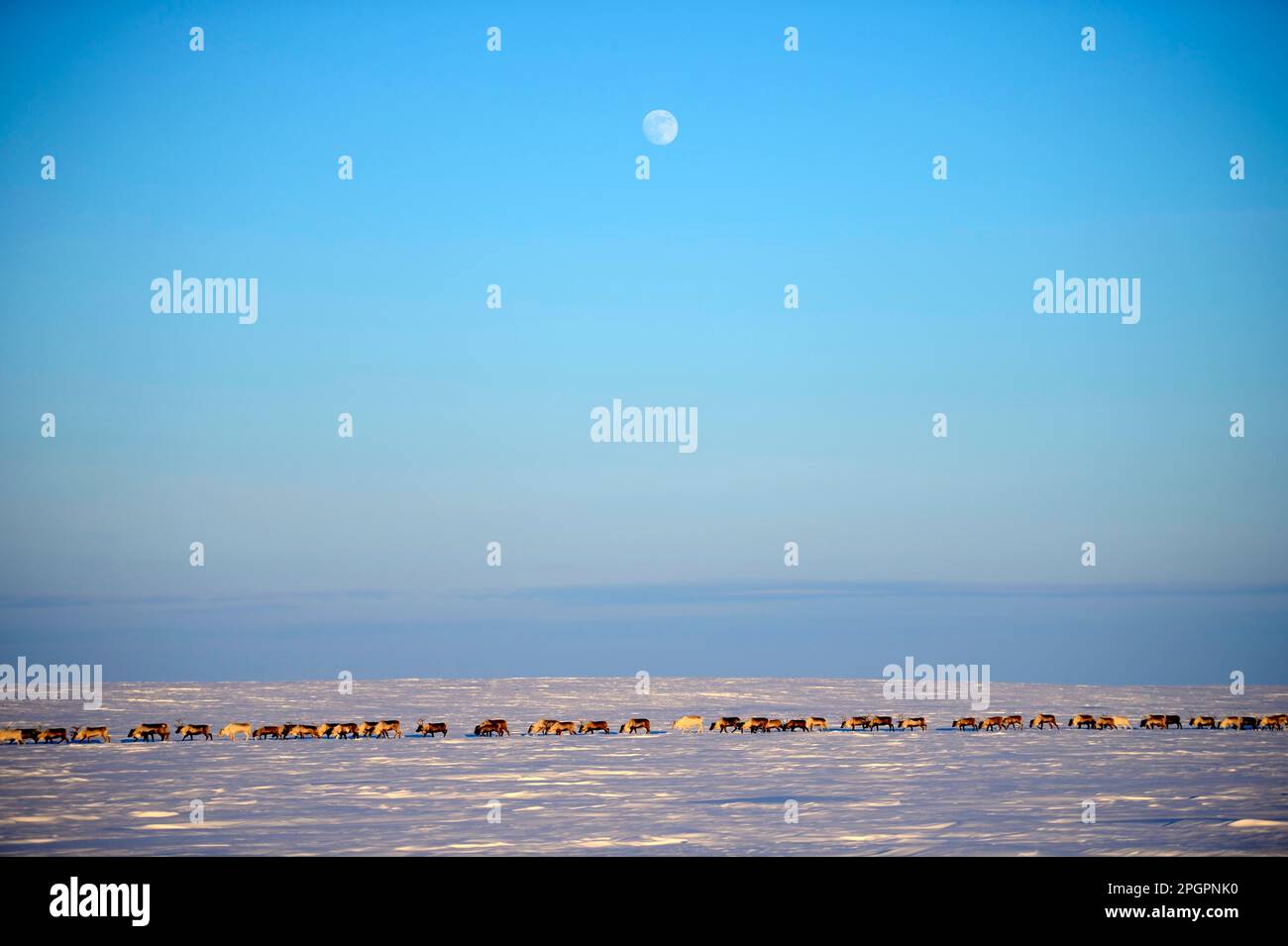 Reindeer (Rangifer tarandus) herd on spring migration at sunset under ...