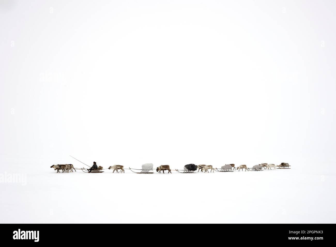 Nenets herdsman driving a train of reindeer (Rangifer tarandus) sledges ...