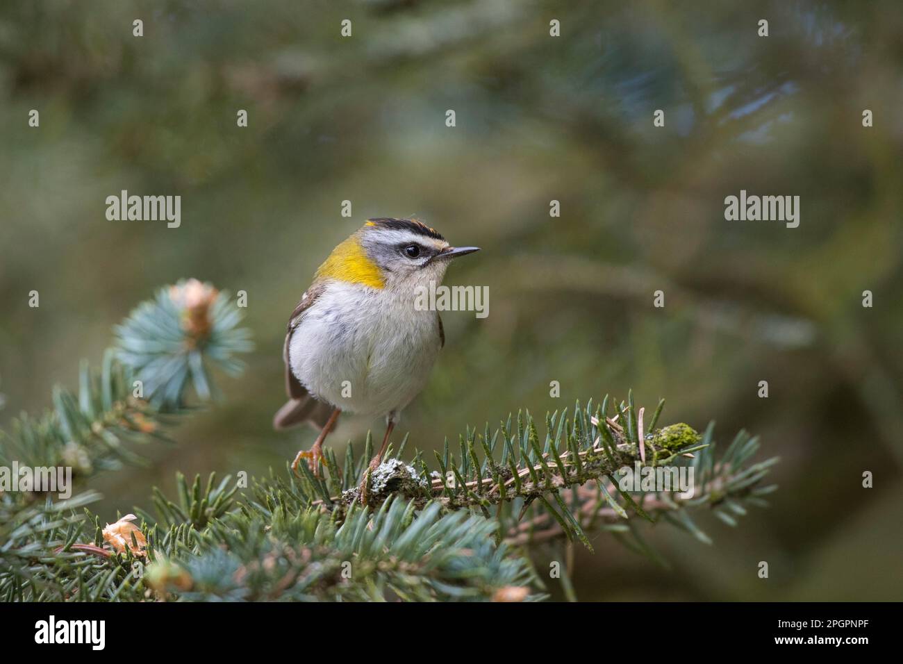 Common firecrest (Regulus ignicapilla), Rhineland-Palatinate, Eifel ...