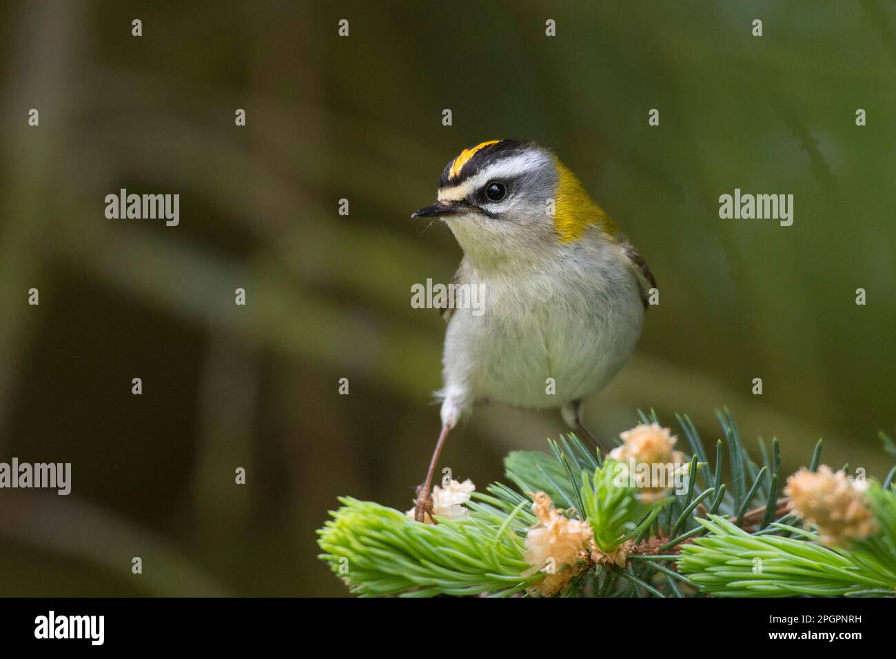 Common firecrest (Regulus ignicapilla), Rhineland-Palatinate, Eifel ...