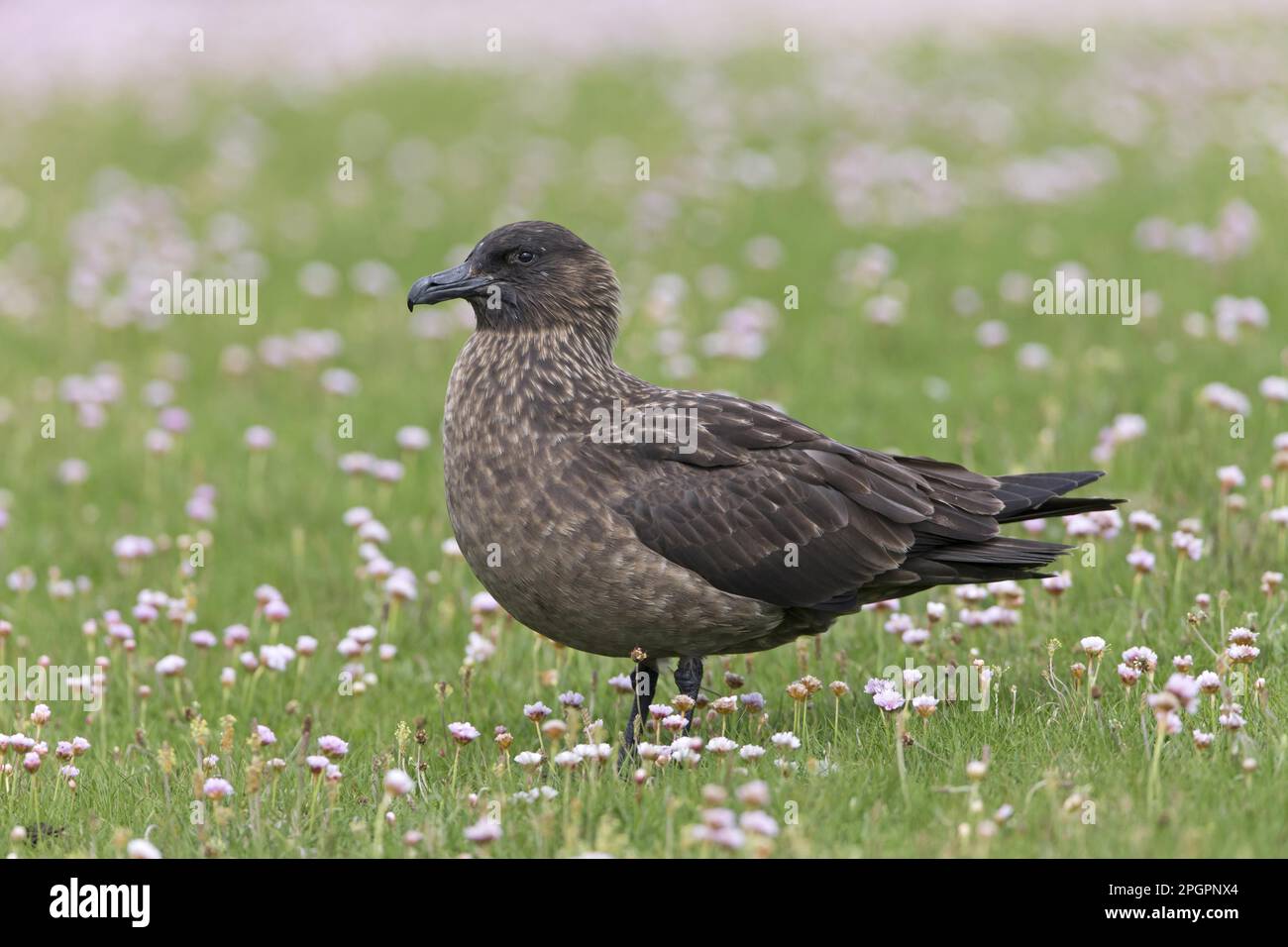 Great skua (Stercorarius skua) adult, standing among flowering sea ...