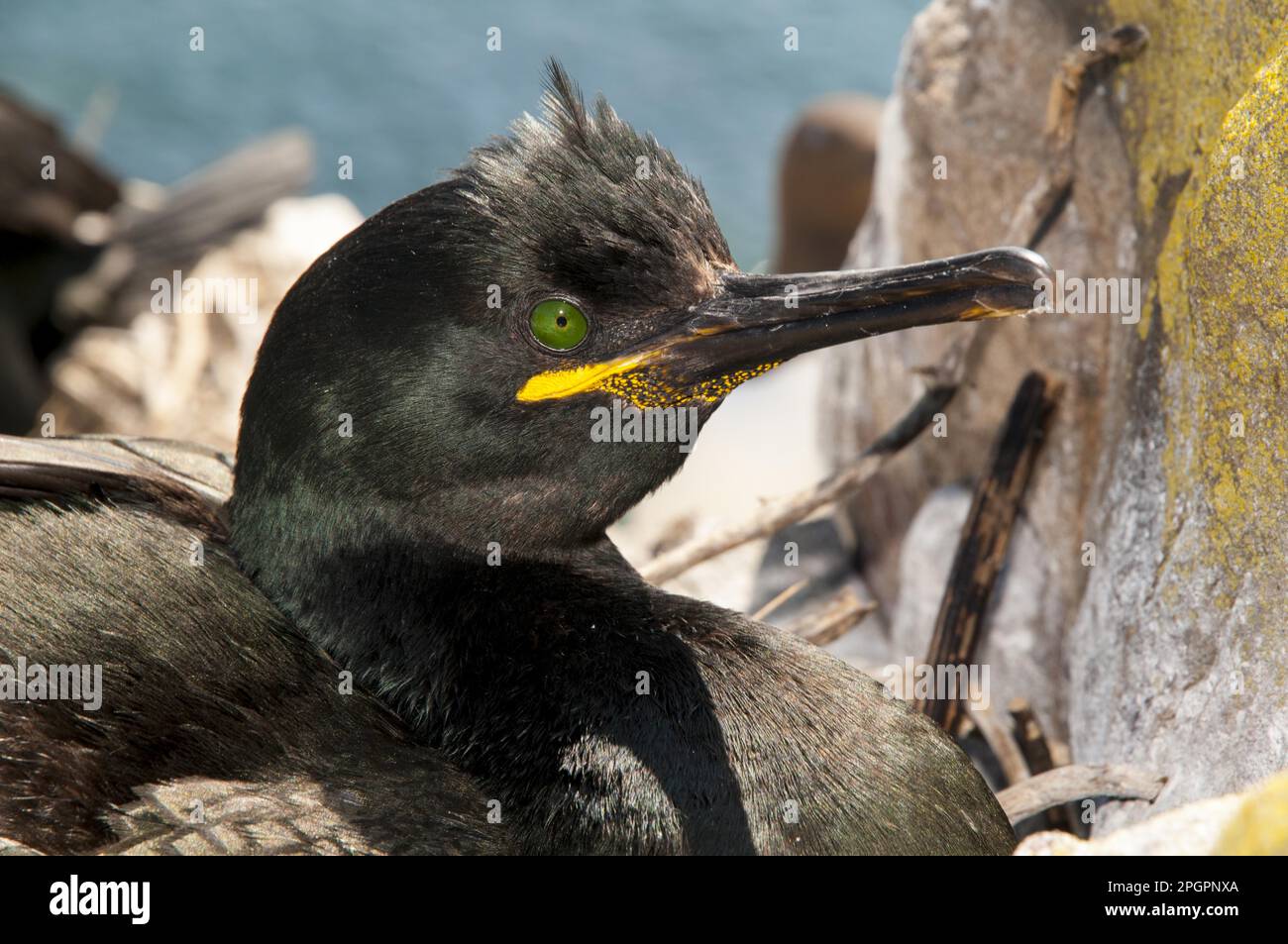 European Shag (Phalacrocorax aristotelis) adult, breeding plumage ...