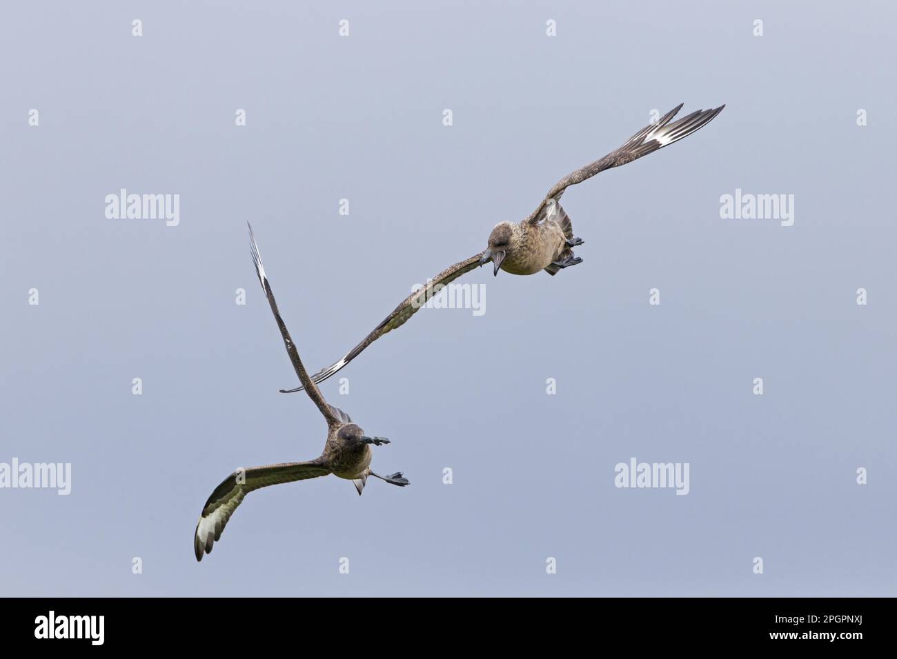 Great Skua, great skuas (Stercorarius skua) Skua, skuas, gulls, animals ...