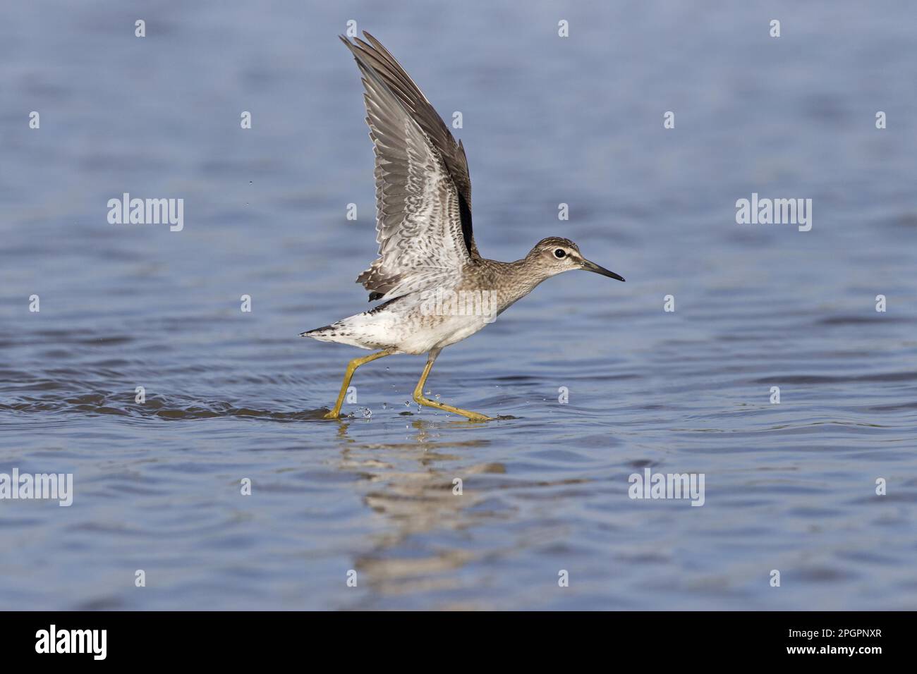 Wood Sandpiper (Tringa glareola) juvenile, running through shallow ...