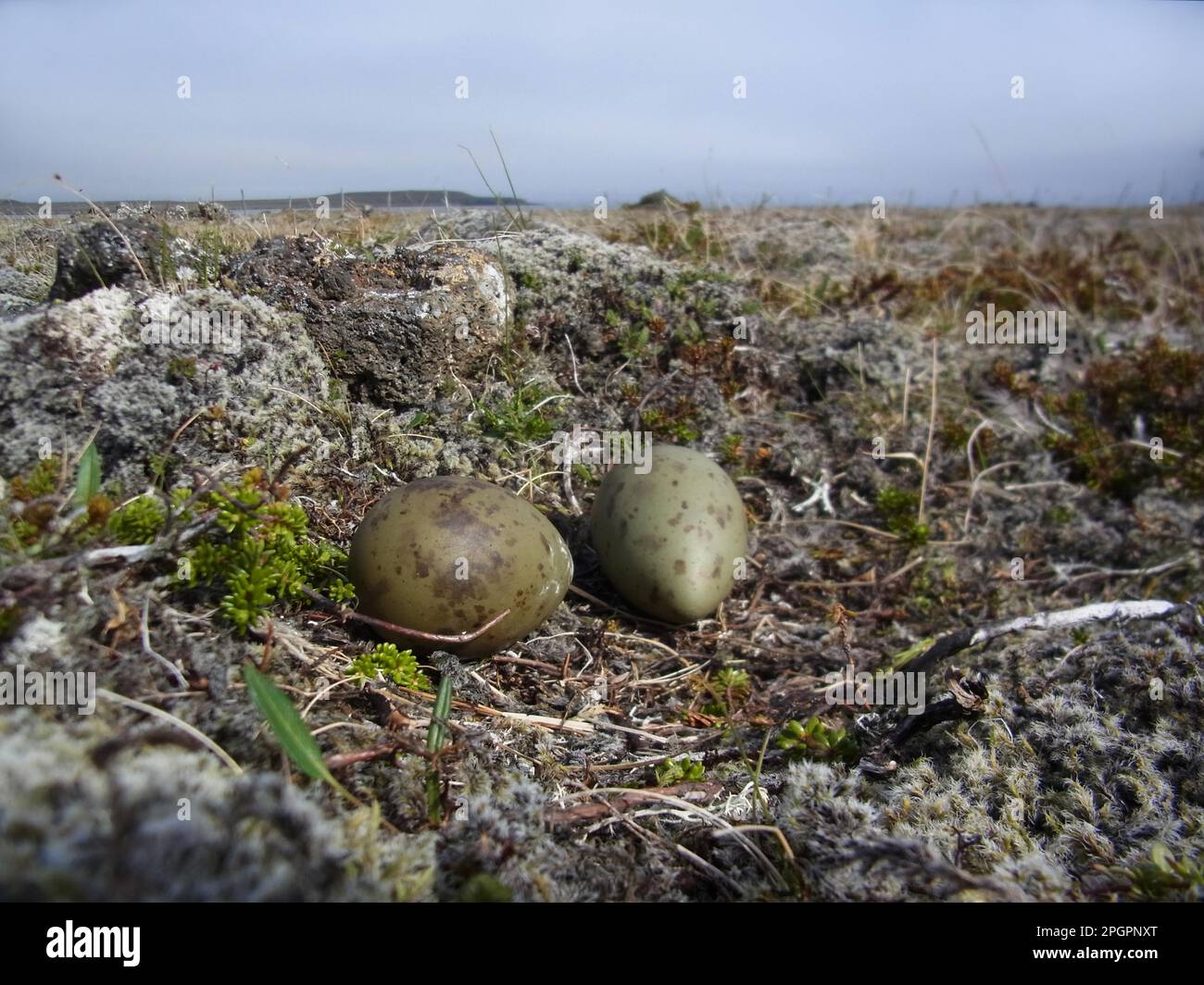 Arctic Skua (Stercorarius parasiticus) two eggs in nest, on volcanic ...