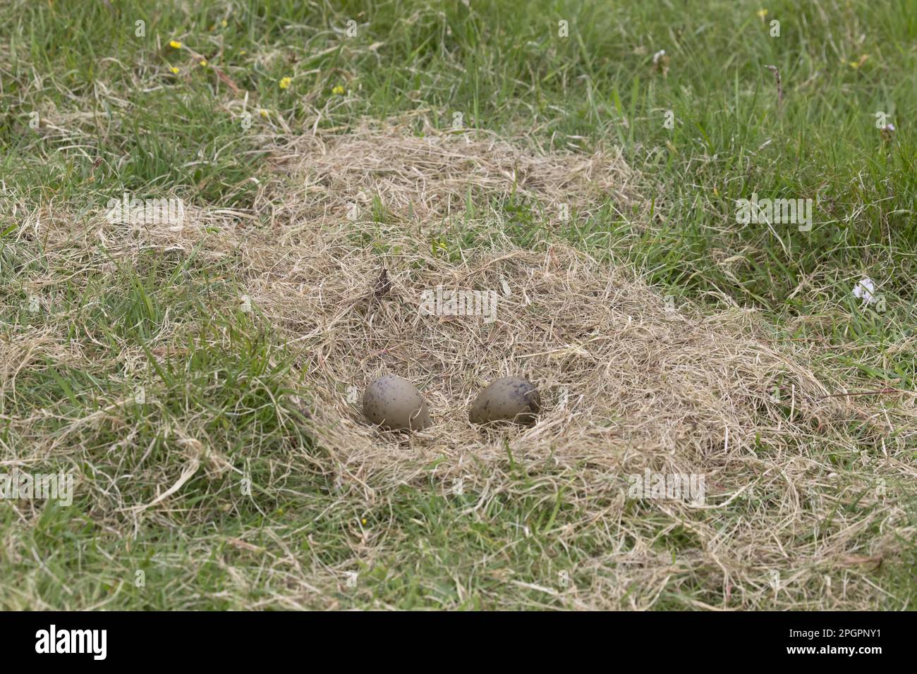 Great Skua, great skuas (Stercorarius skua) Skua, Skuas, Gulls, Animals ...