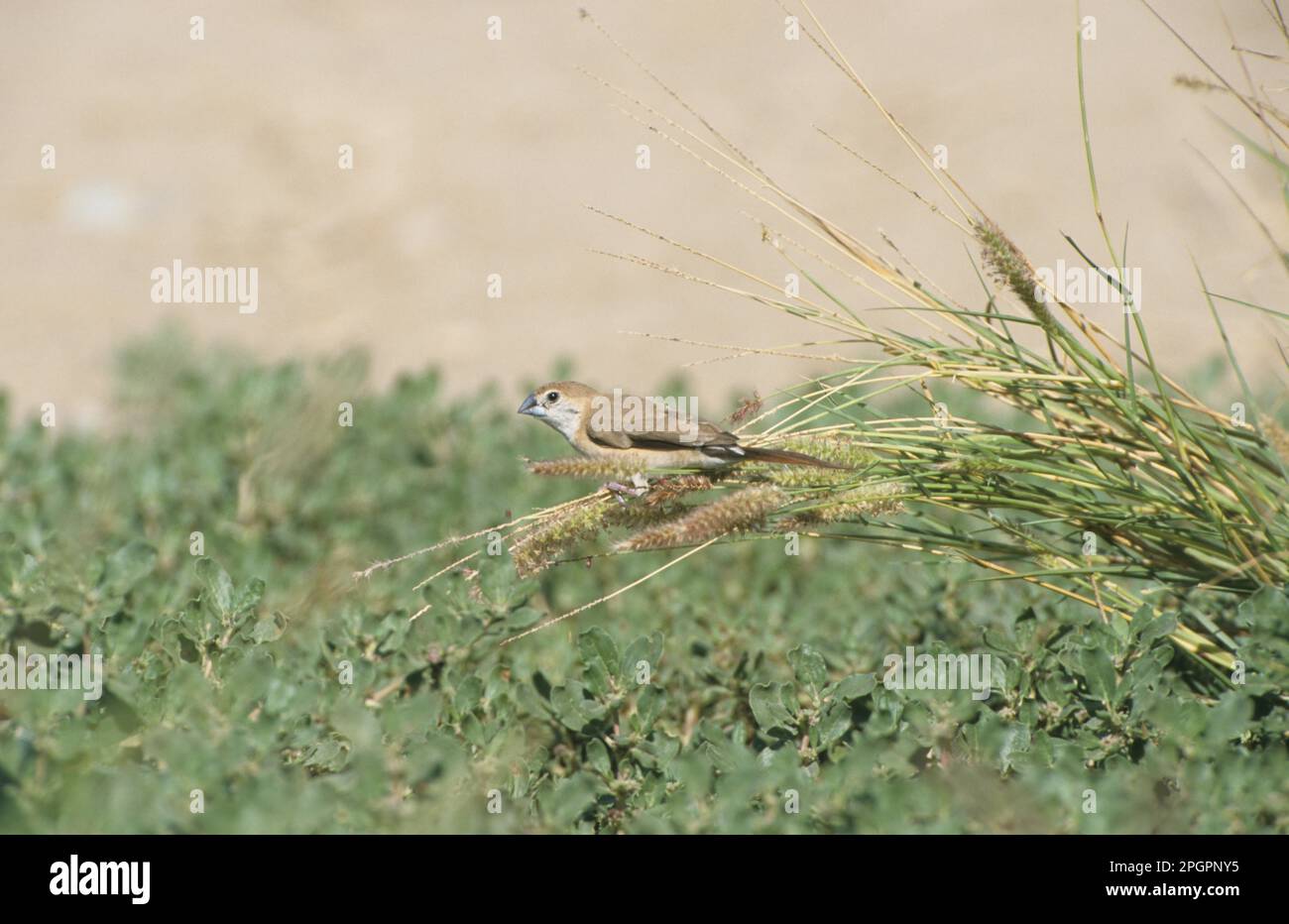 Indian silverbill (Euodice malabarica) feeds on grass seeds, Oman Stock ...
